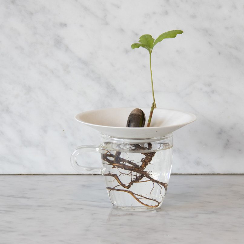 How to grow an acorn in water and transform it into a tiny oak - Botanopia